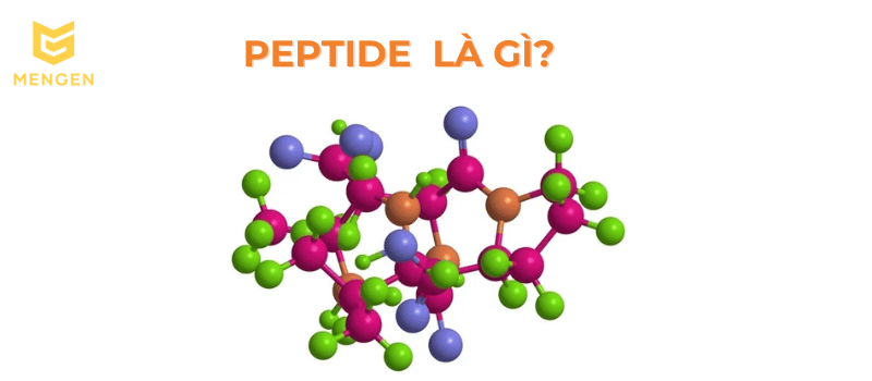 Peptide là gì? Vai trò và ứng dụng 'thần kỳ' trong làm đẹp - Mengen